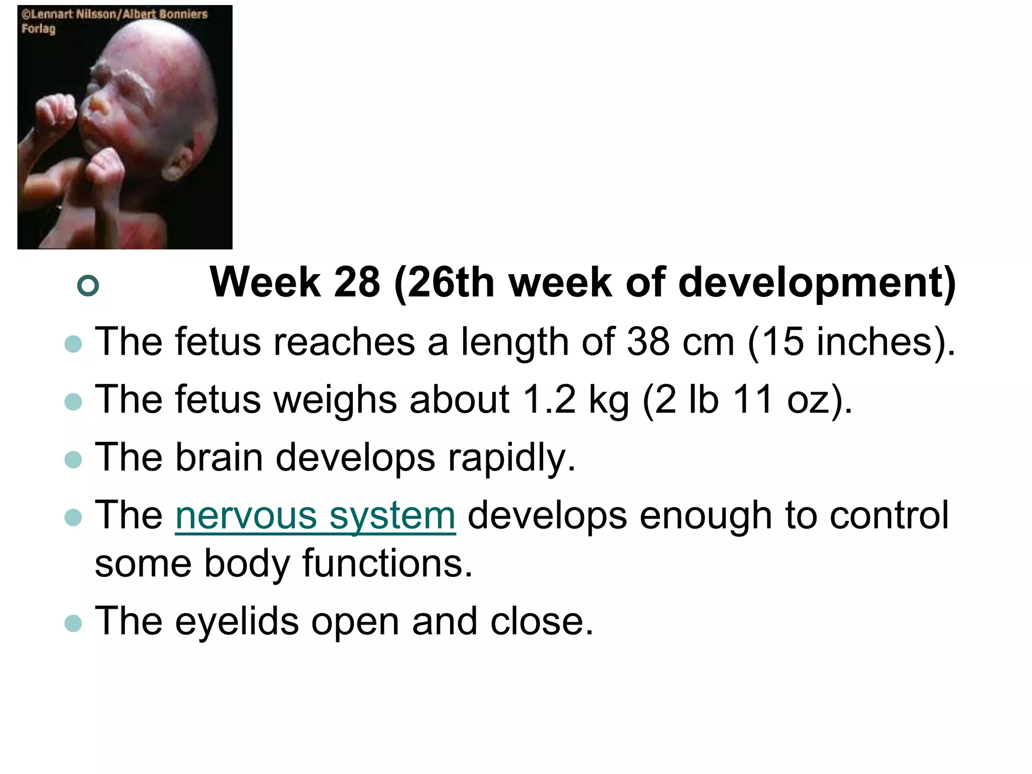 Prenatal development.ppt