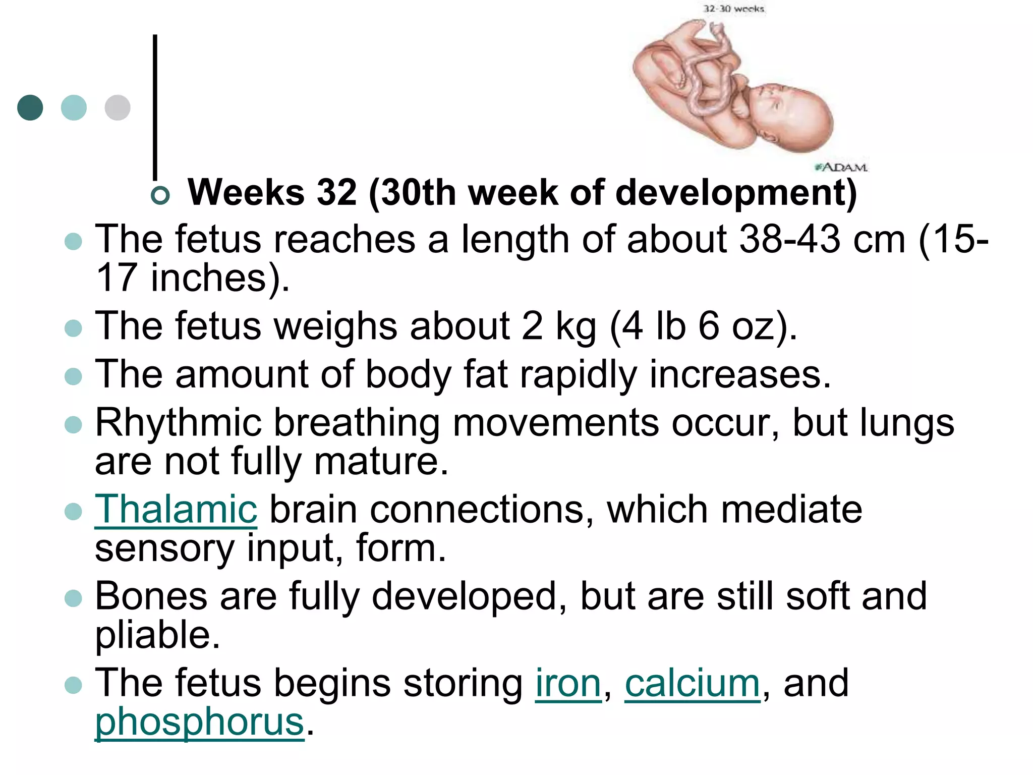 Prenatal development.ppt