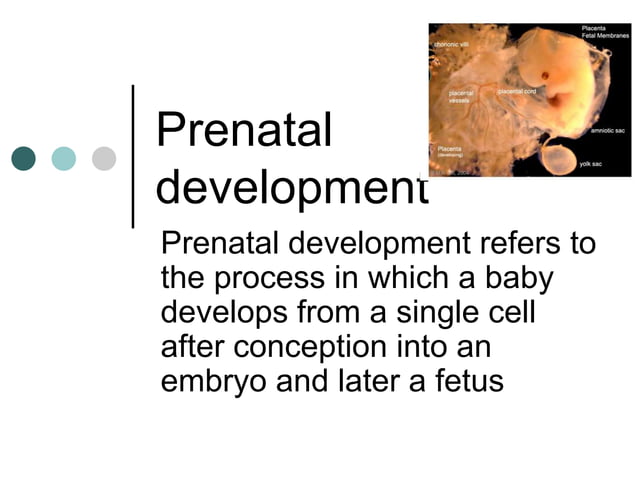 Prenatal development.ppt