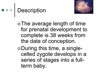 Prenatal development.ppt