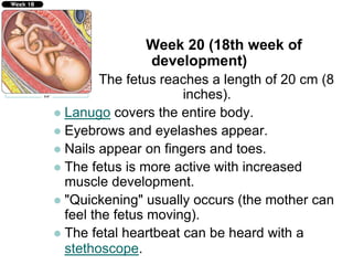 Prenatal development.ppt