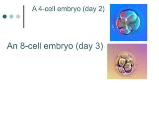Prenatal development.ppt