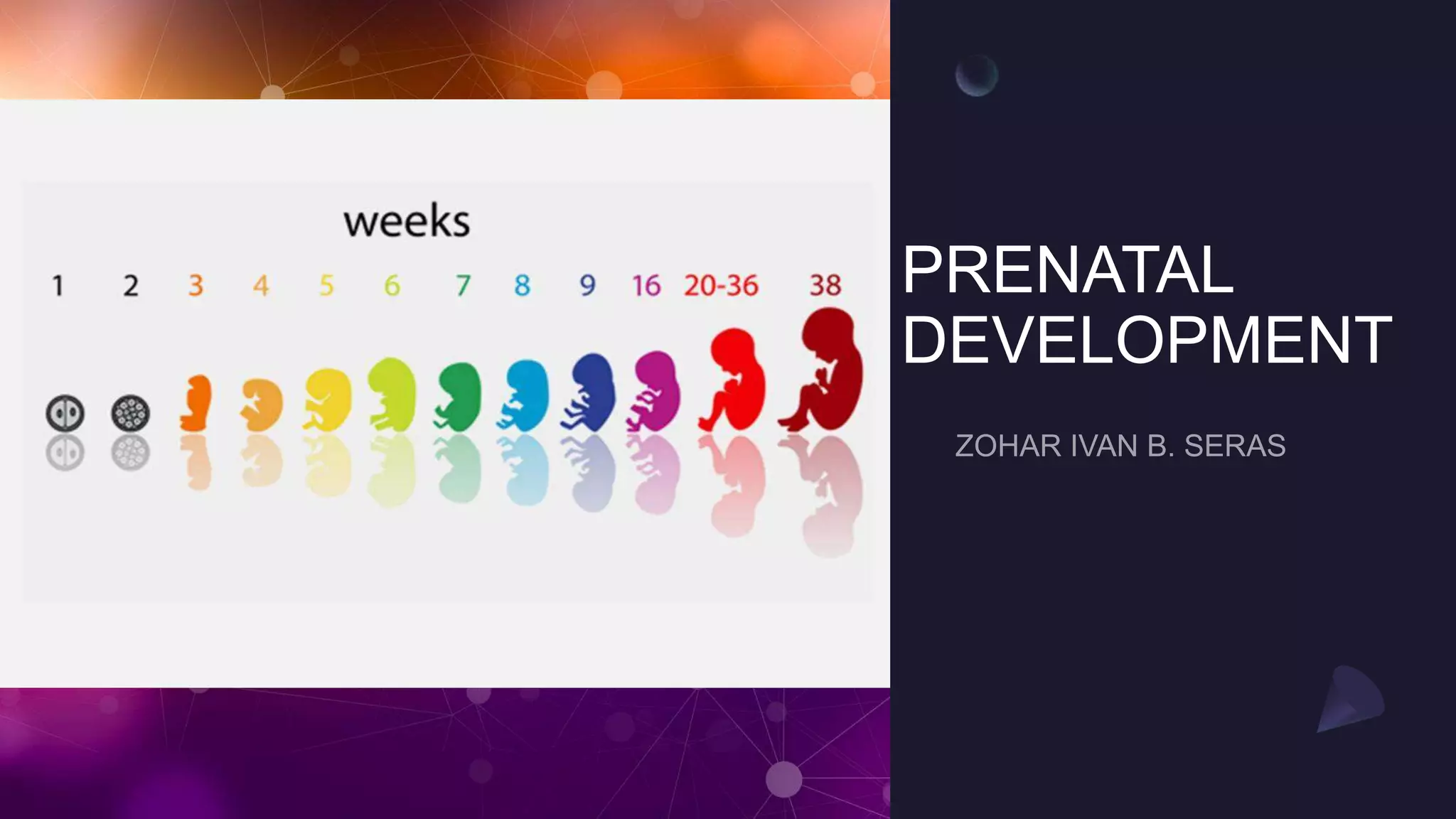Prenatal Development | PPT