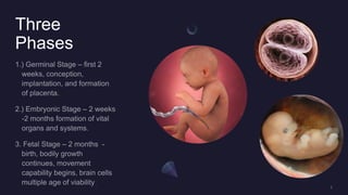 Prenatal Development | PPT