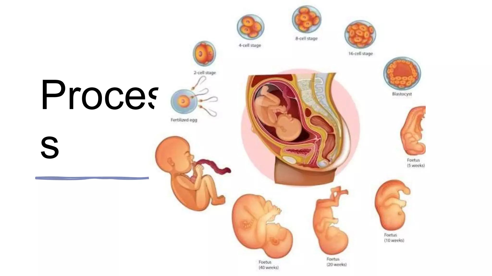 Prenatal Development.pptx