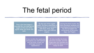 Prenatal Development.pptx