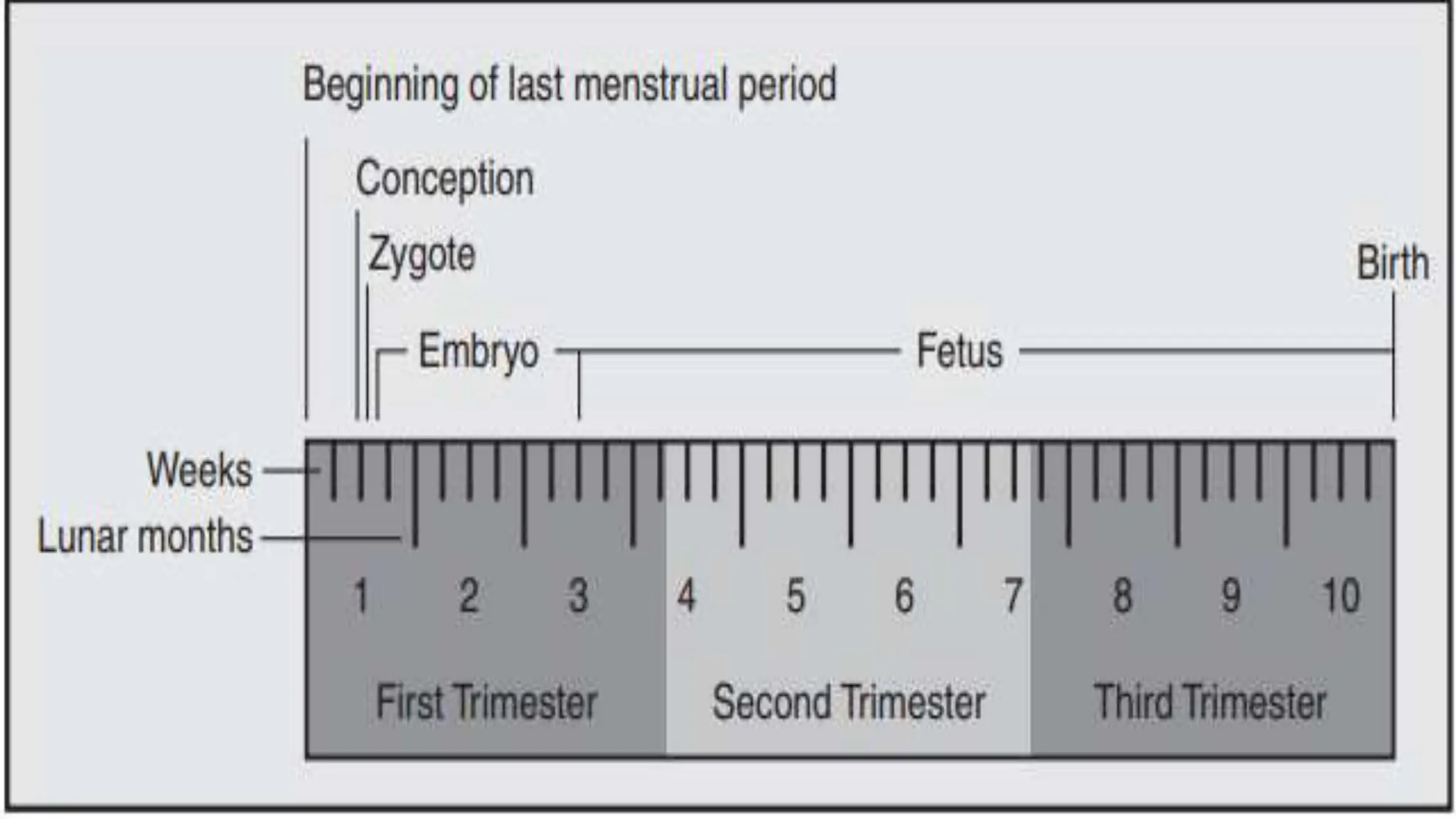 Prenatal development in developmental psychology | PPTX