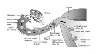 Prenatal development in developmental psychology | PPTX
