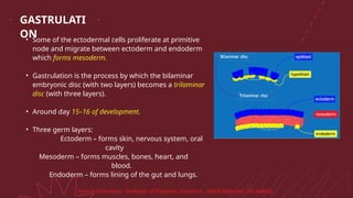 Prenatal Development of Cranium, Jaw and Face | PPTX
