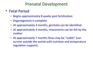 Prenatal development birth | PPT