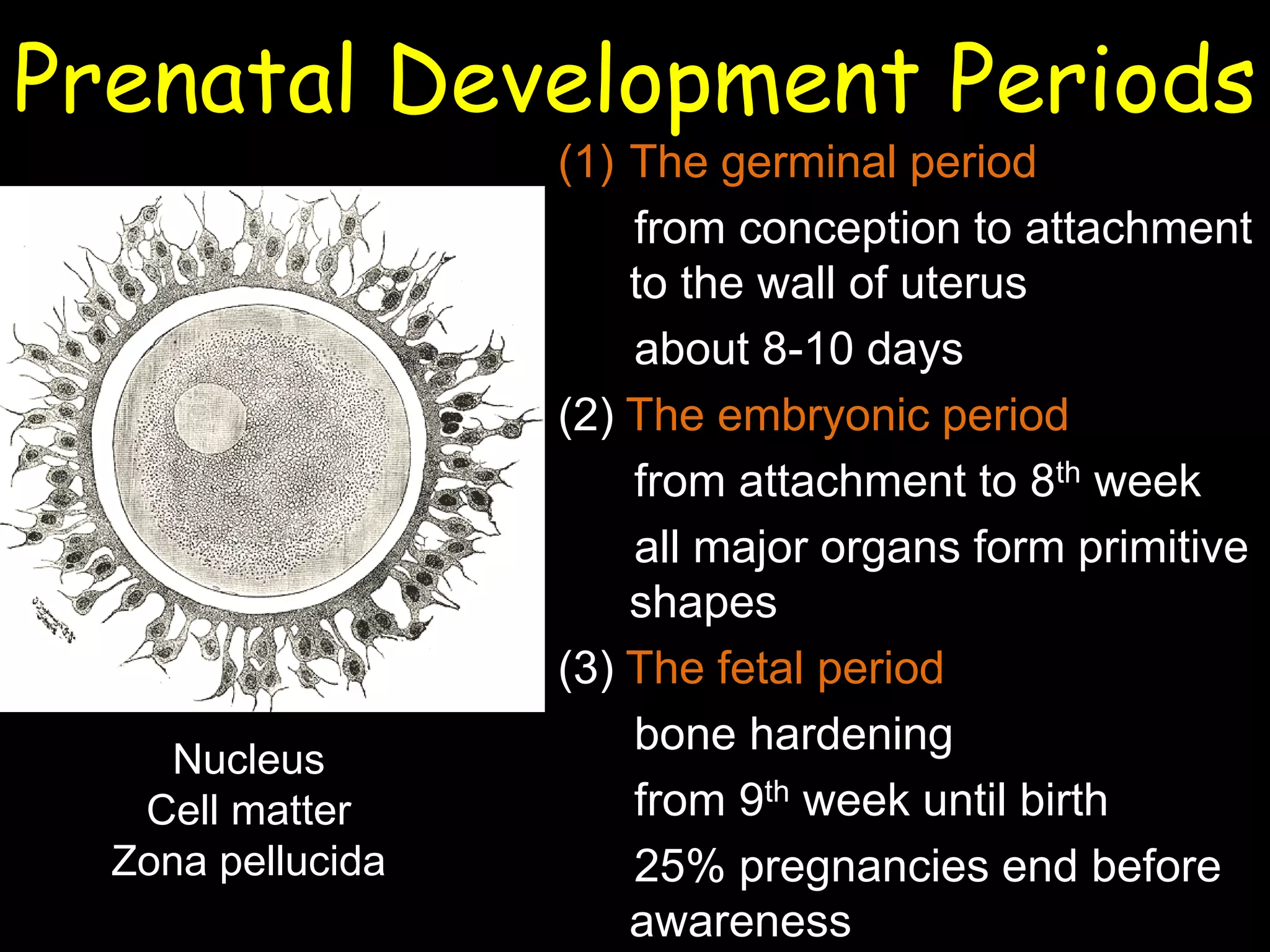 Prenatal development&birth 3[1] | PDF