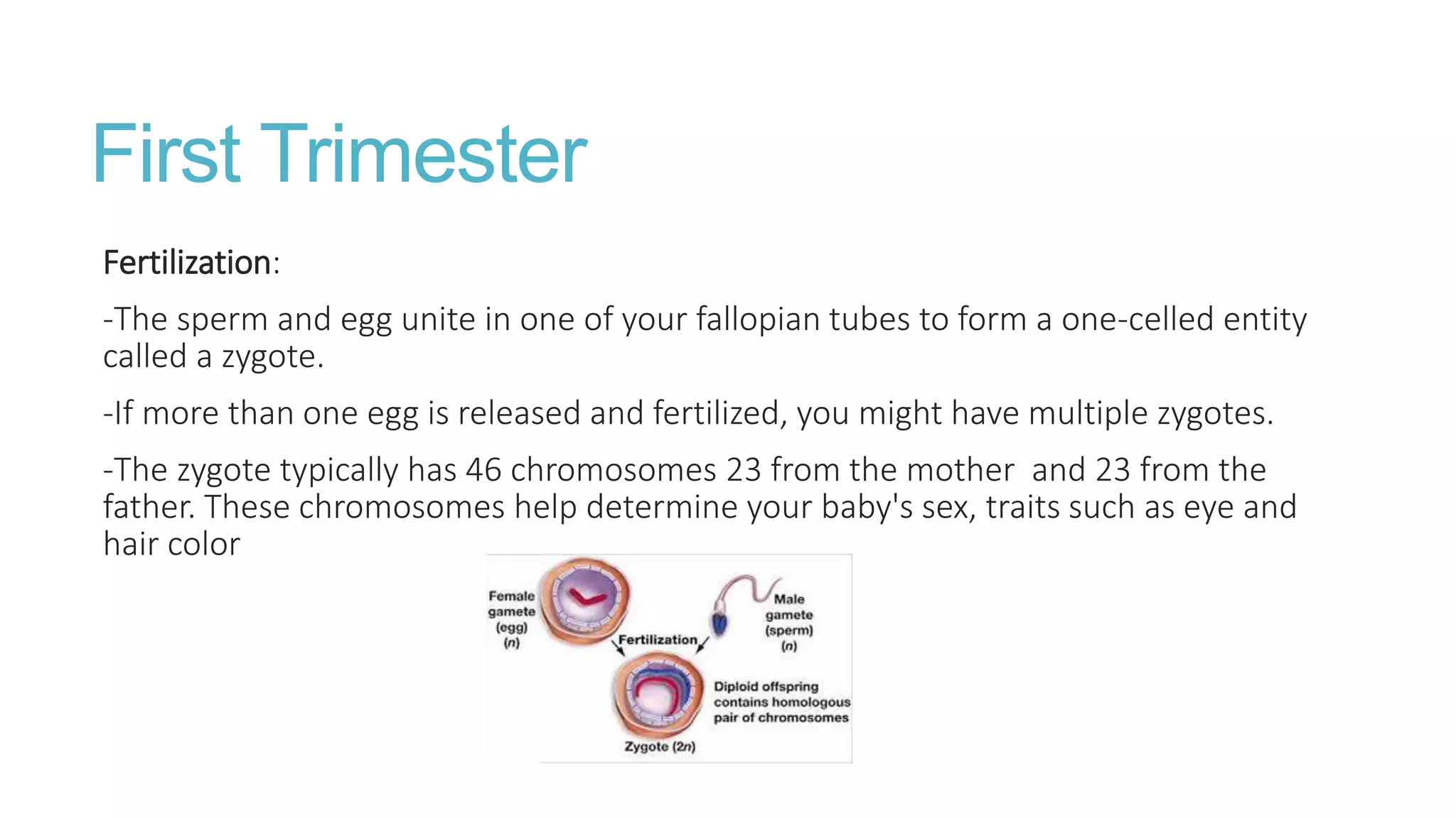 Prenatal development by trimester | PPT