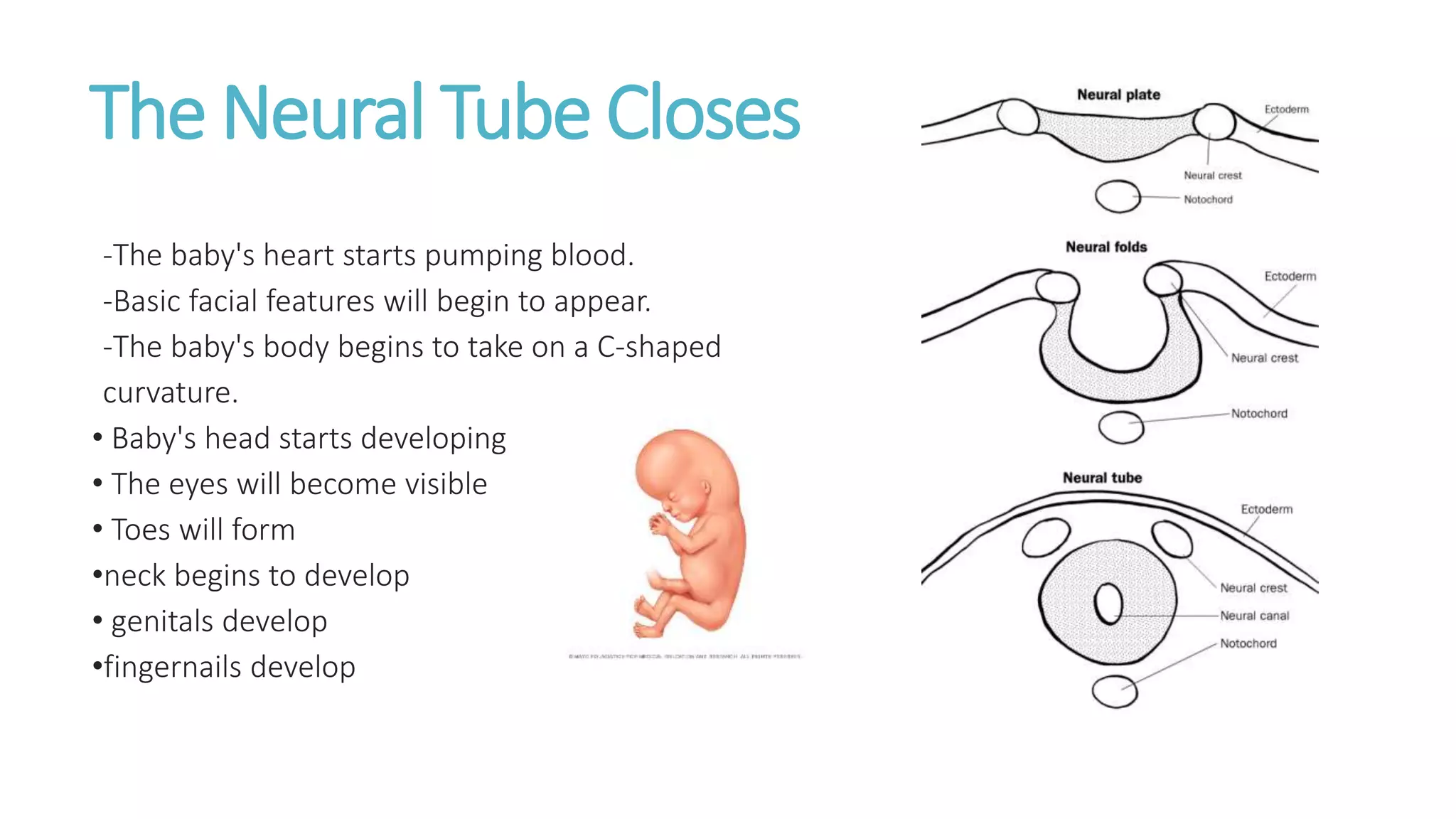 Prenatal development by trimester | PPT