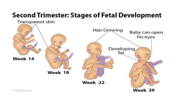 Prenatal development by trimester