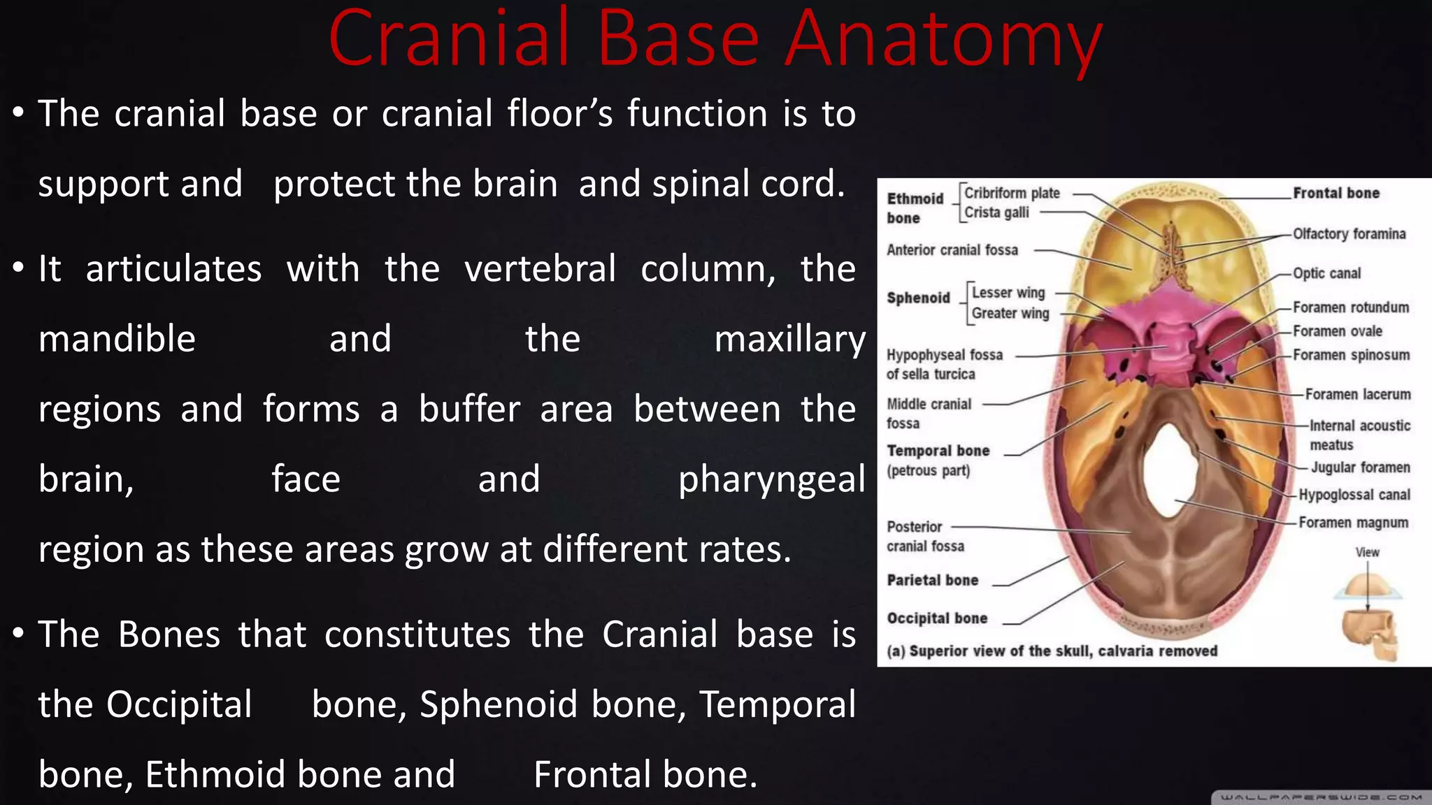 Prenatal development of cranial base | PPTX