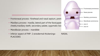prenatal development of craniofacial region lecture.pptx