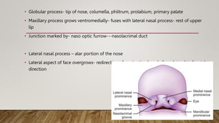 prenatal development of craniofacial region lecture.pptx