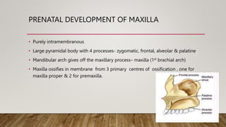 prenatal development of craniofacial region lecture.pptx