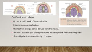 prenatal development of craniofacial region lecture.pptx
