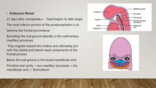prenatal development of craniofacial region lecture.pptx