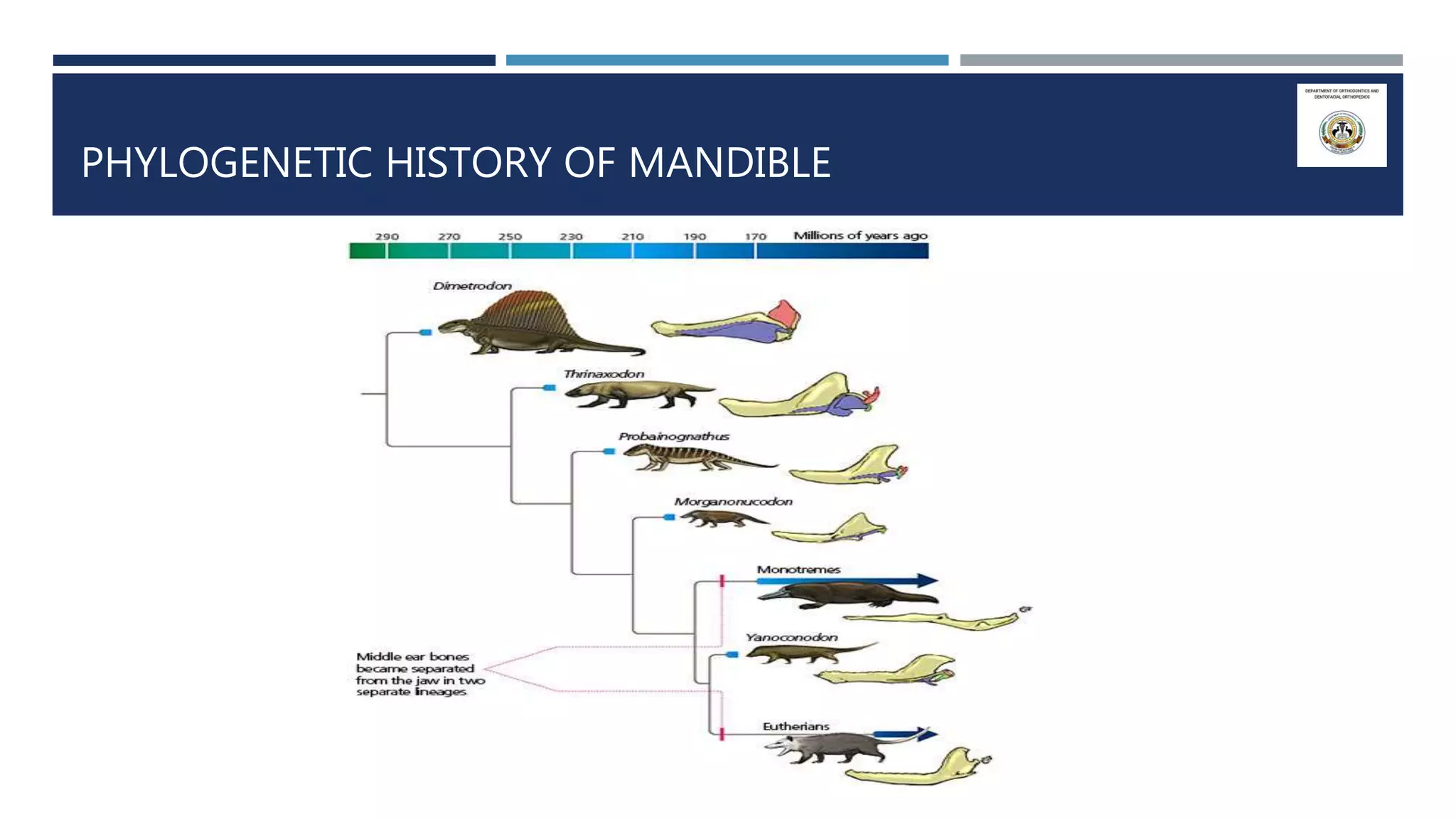 Prenatal development of mandible | PPTX