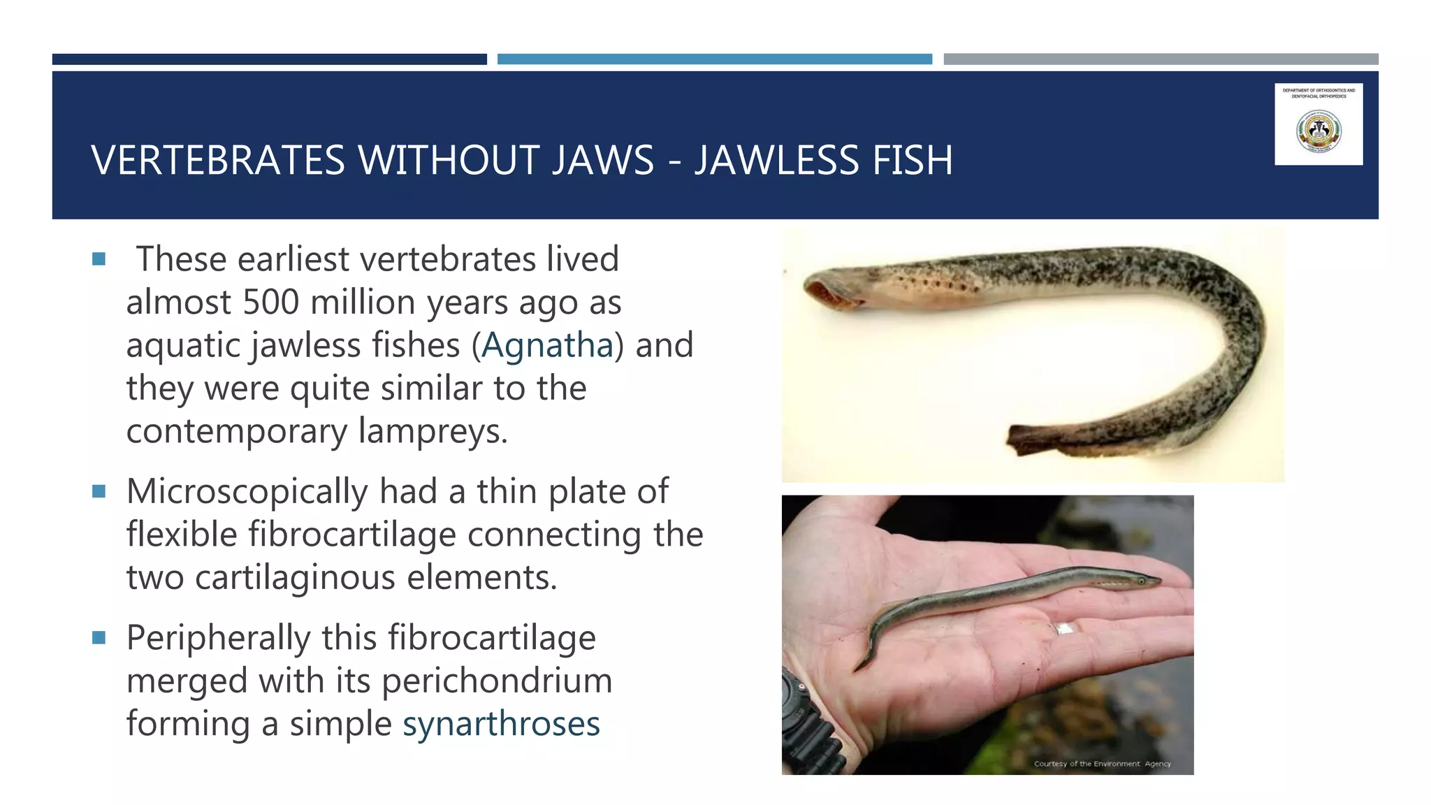 Prenatal development of mandible | PPTX