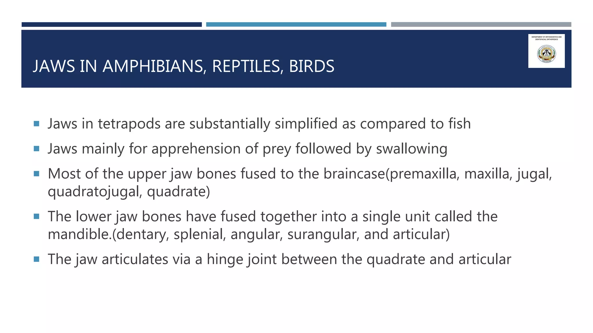 Prenatal development of mandible | PPTX