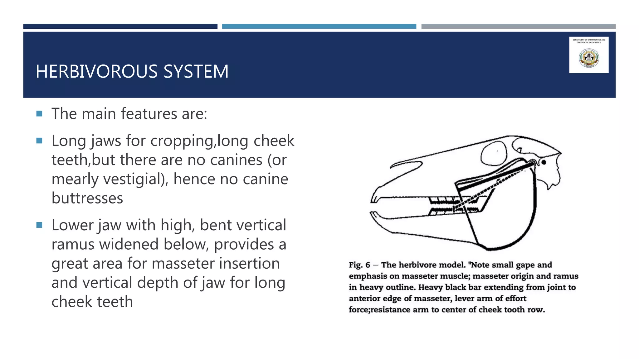 Prenatal development of mandible | PPTX