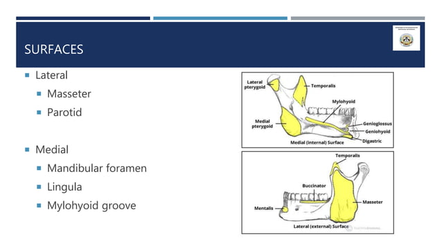 Prenatal development of mandible | PPTX | Bone and Joint Conditions ...