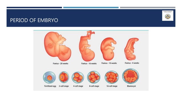 Prenatal development of mandible | PPTX | Bone and Joint Conditions ...
