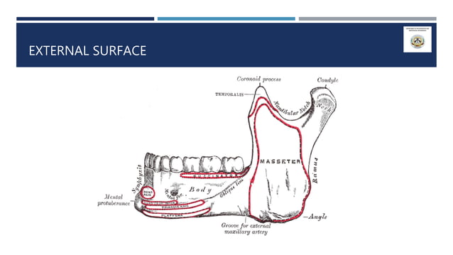 Prenatal development of mandible | PPTX | Bone and Joint Conditions ...