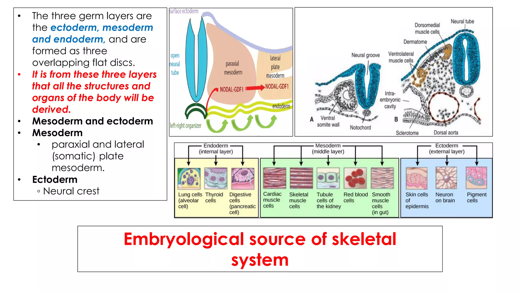 Prenatal development of skeletal system | PDF