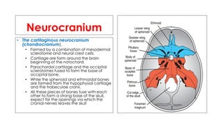 Prenatal development of skeletal system | PDF