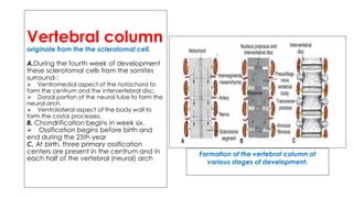 Prenatal development of skeletal system | PPT