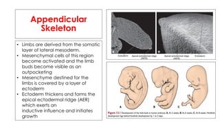 Prenatal development of skeletal system | PPT