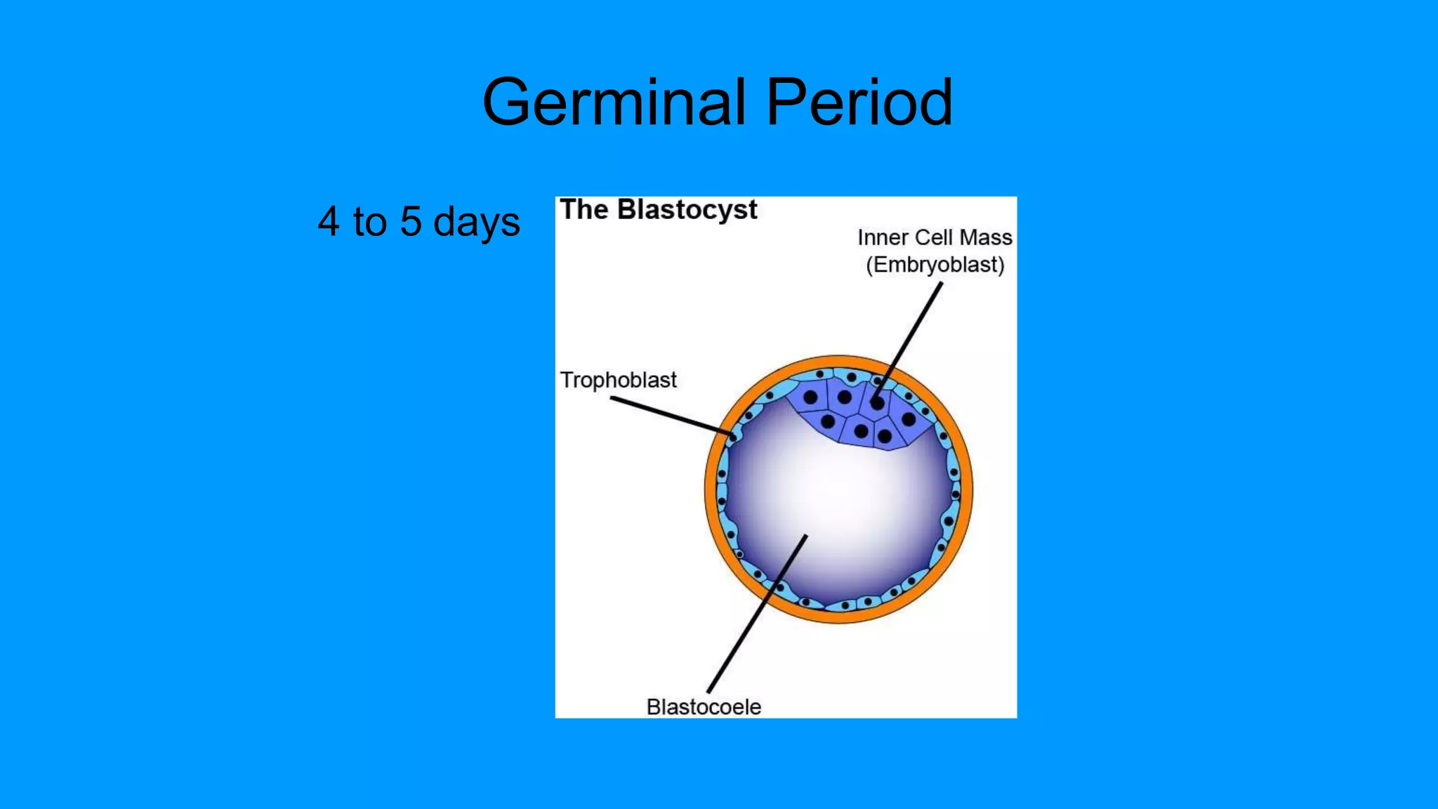 Prenatal development phases | PPTX