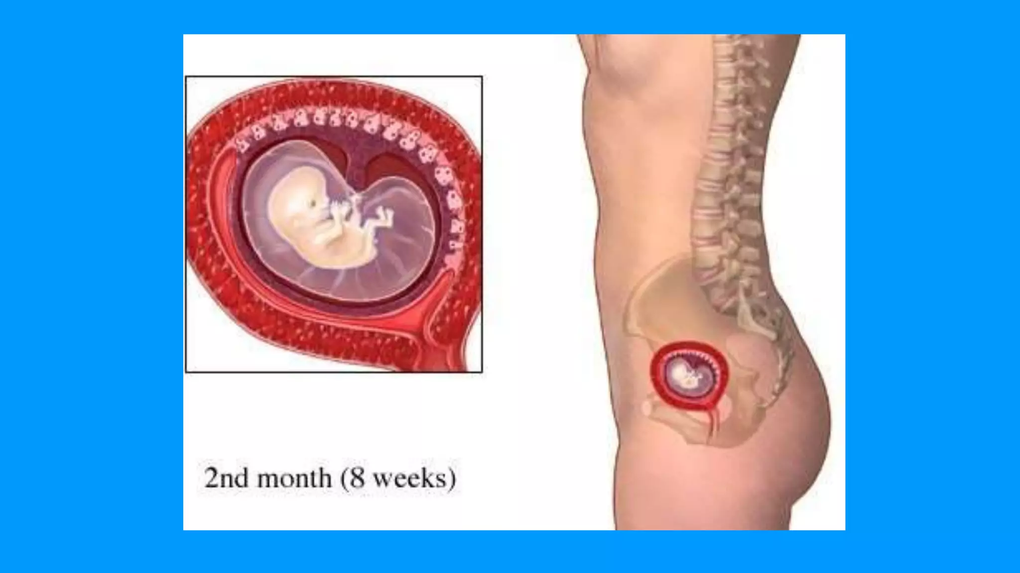 Prenatal development phases | PPTX