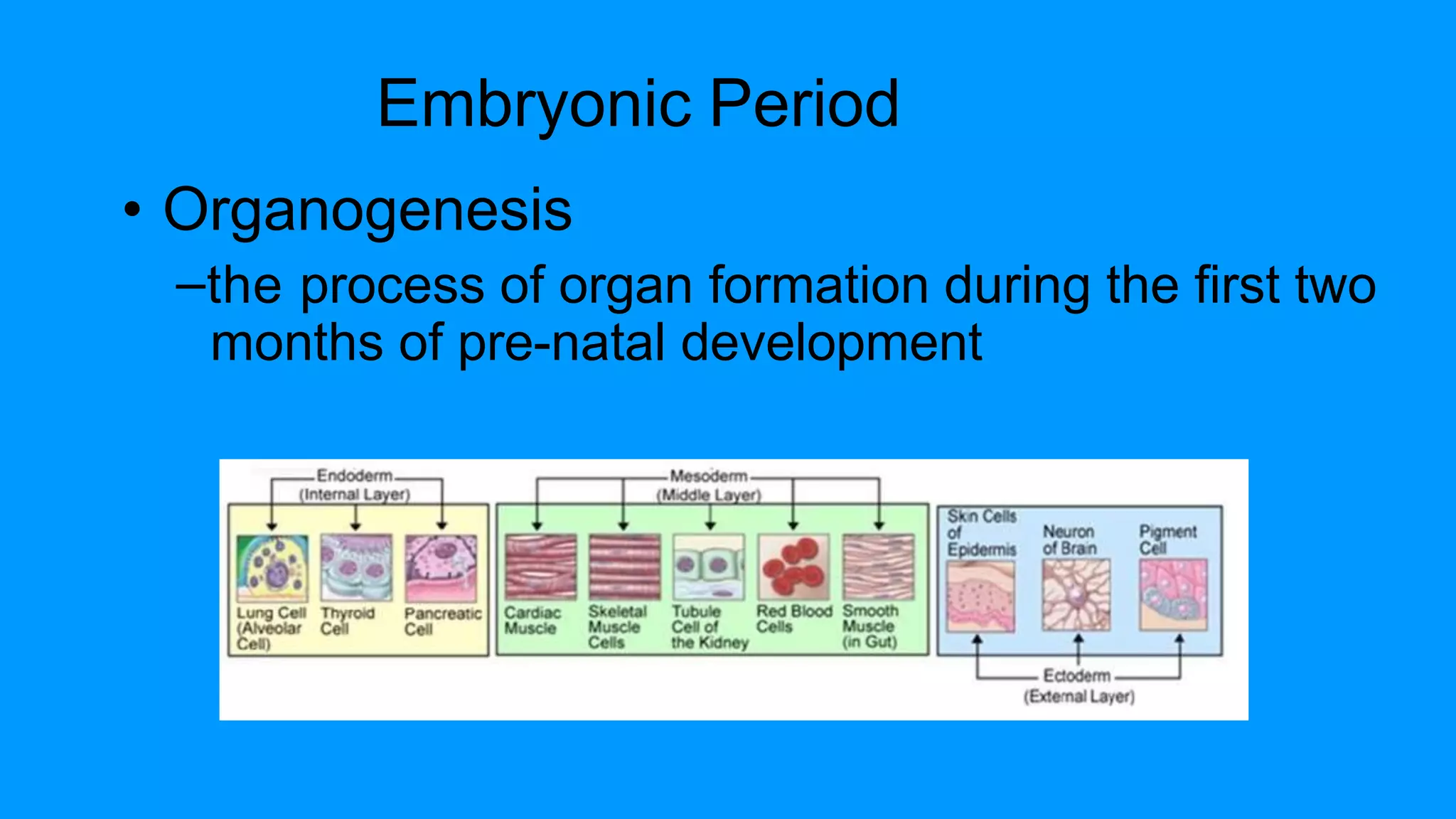 Prenatal development phases | PPTX