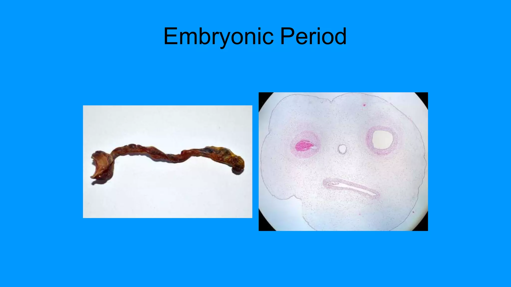 Prenatal development phases | PPTX