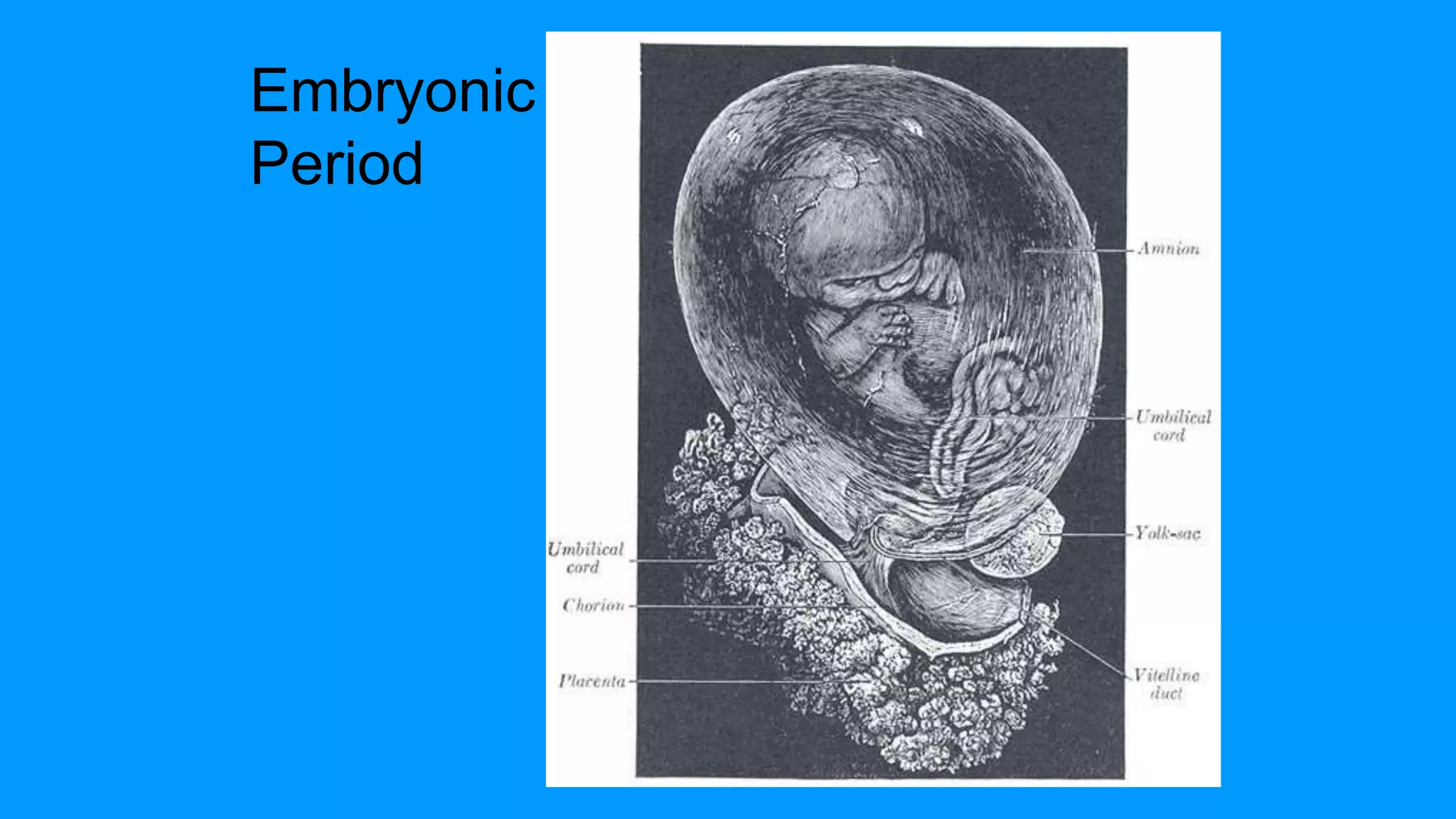 Prenatal development phases | PPTX