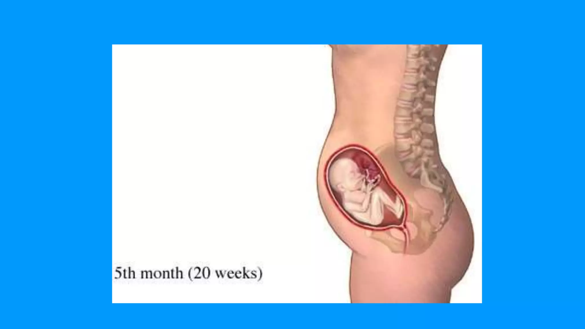 Prenatal development phases | PPTX