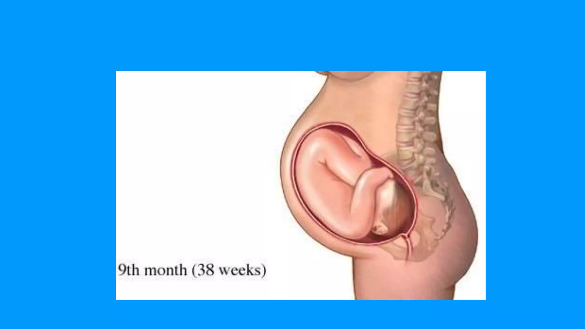 Prenatal development phases | PPTX