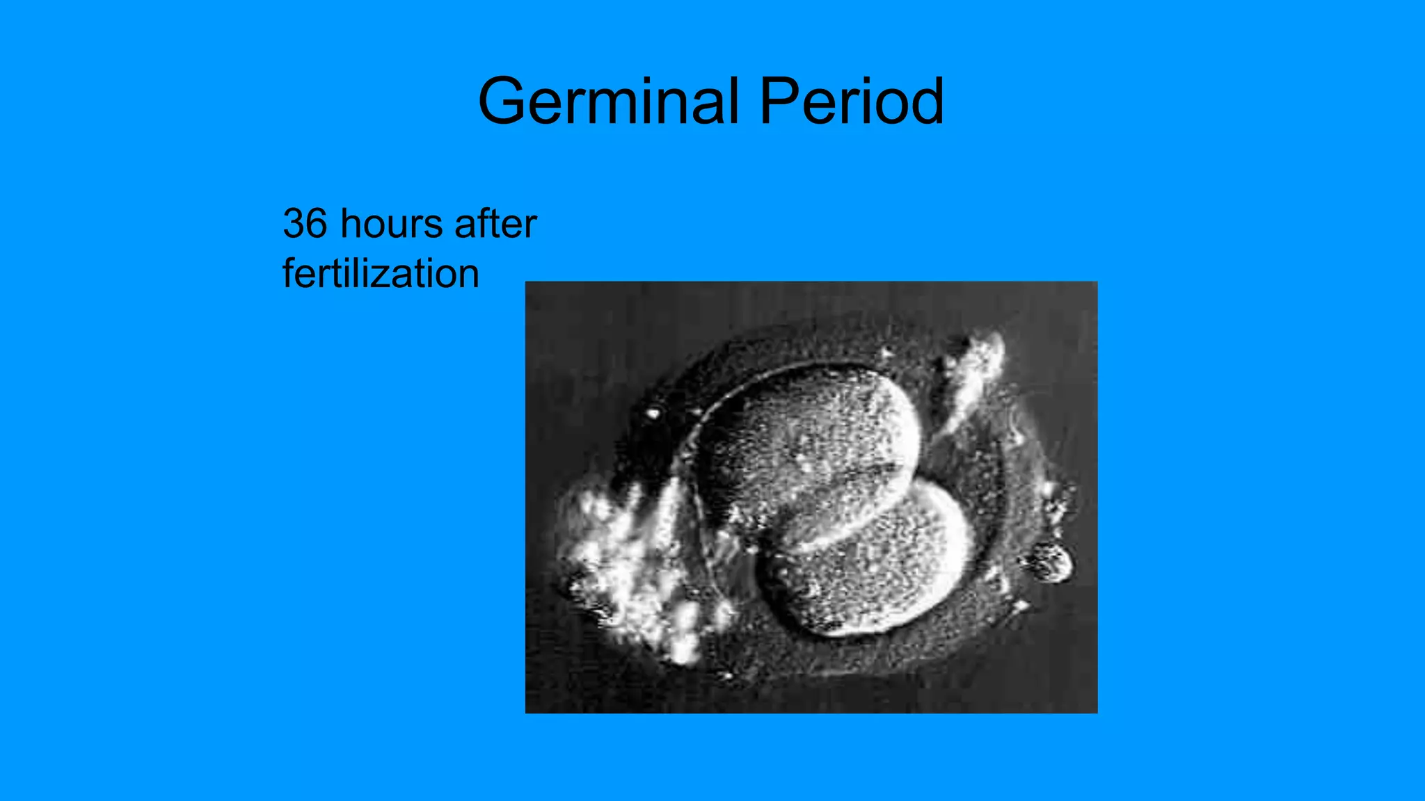 Prenatal development phases | PPTX