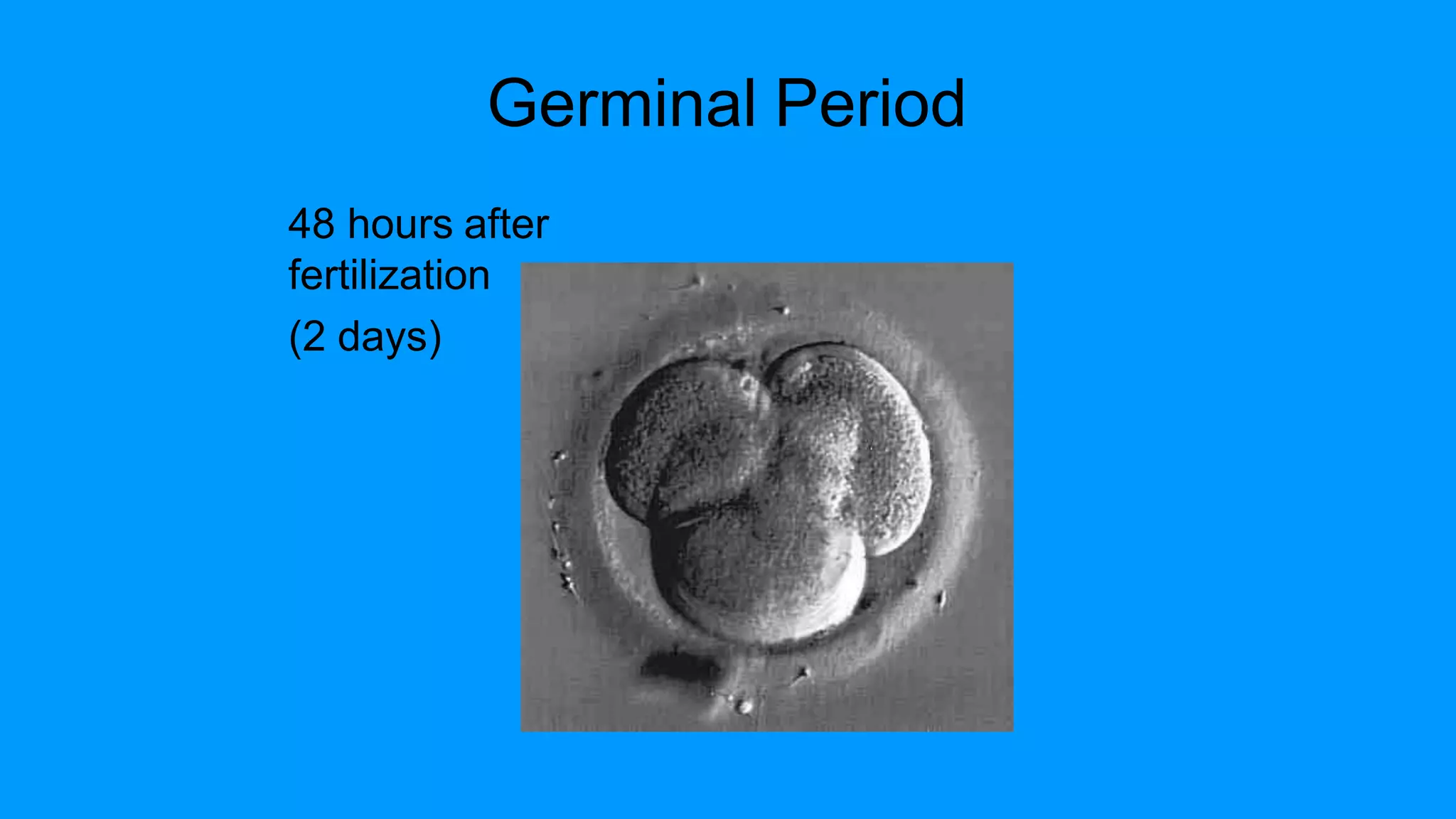 Prenatal development phases | PPTX