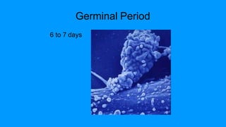 Prenatal development phases | PPTX