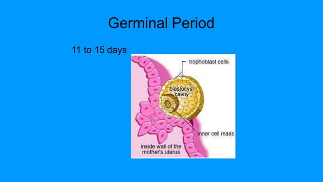 Prenatal development phases | PPT