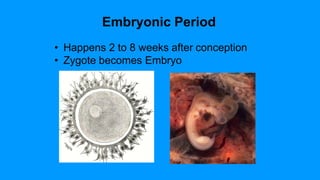Prenatal development phases | PPTX