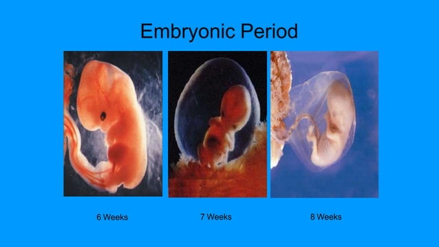 Prenatal development phases | PPT