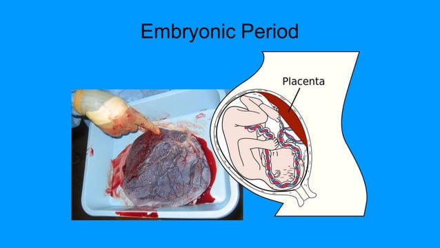Prenatal development phases | PPT