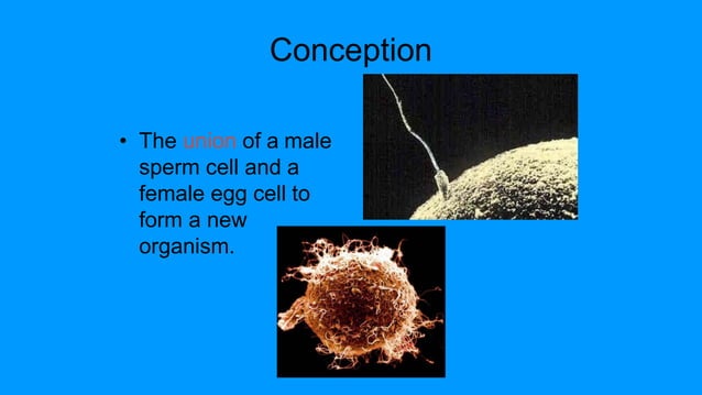 Prenatal development phases | PPT